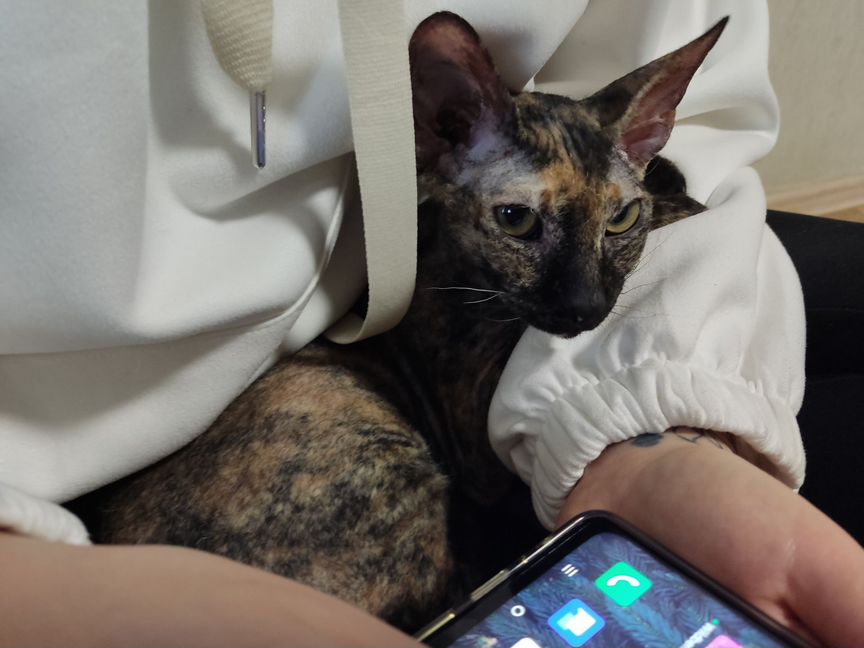 Кошка сфинкс браш