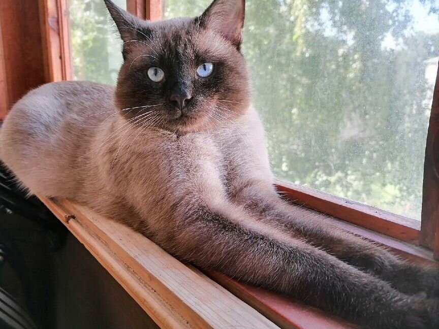 Случка кошки