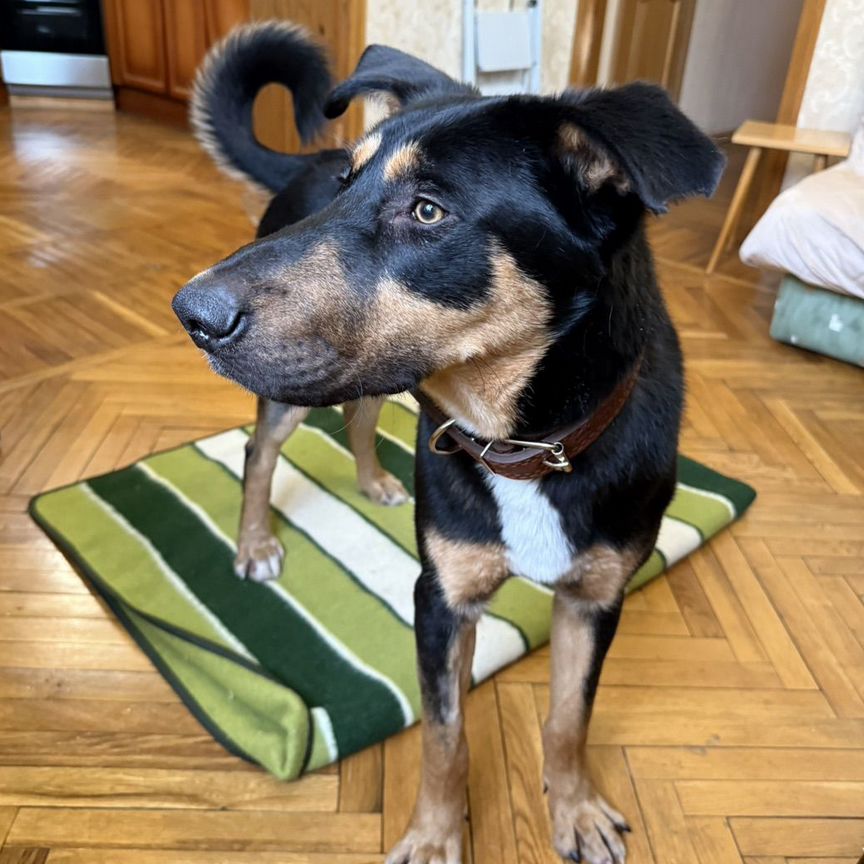 Щенок в добрые руки