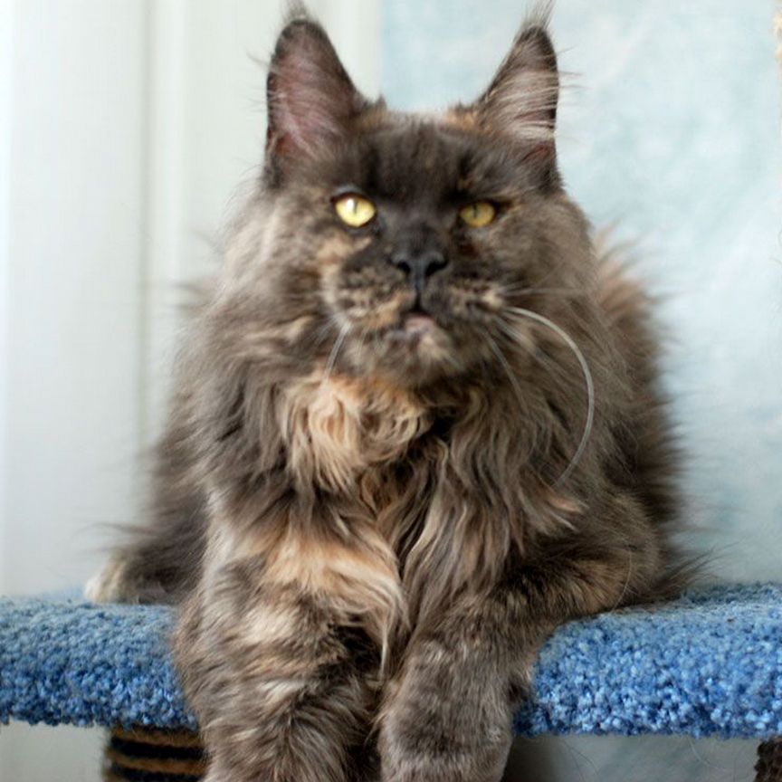 Крупная харизматичная кошка