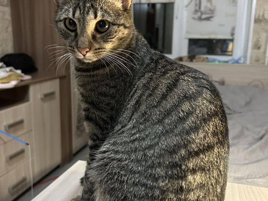 Кошка Симба в добрые руки