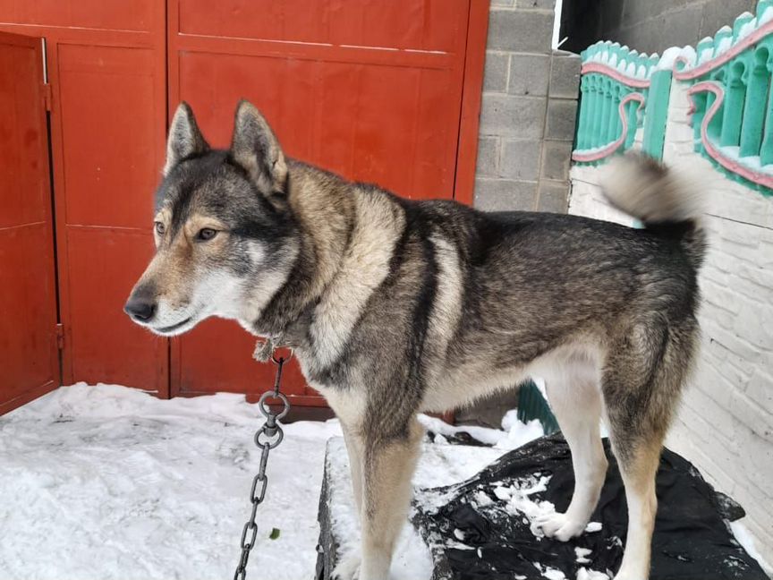 Западно сибирская лайка