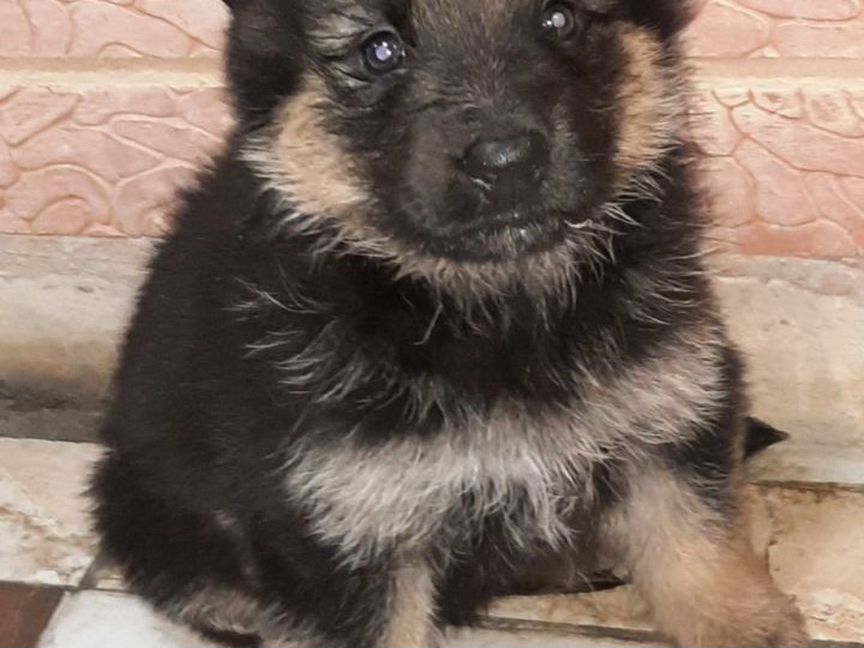 Восточно- европейская овчарка