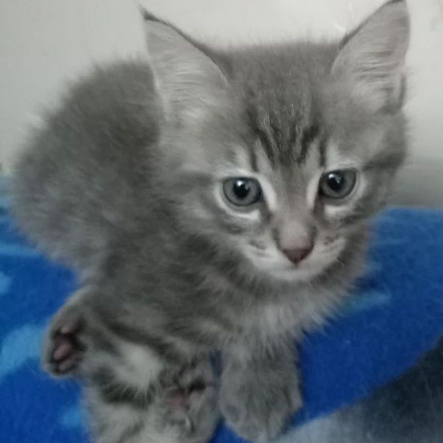 Сиамский котёнок