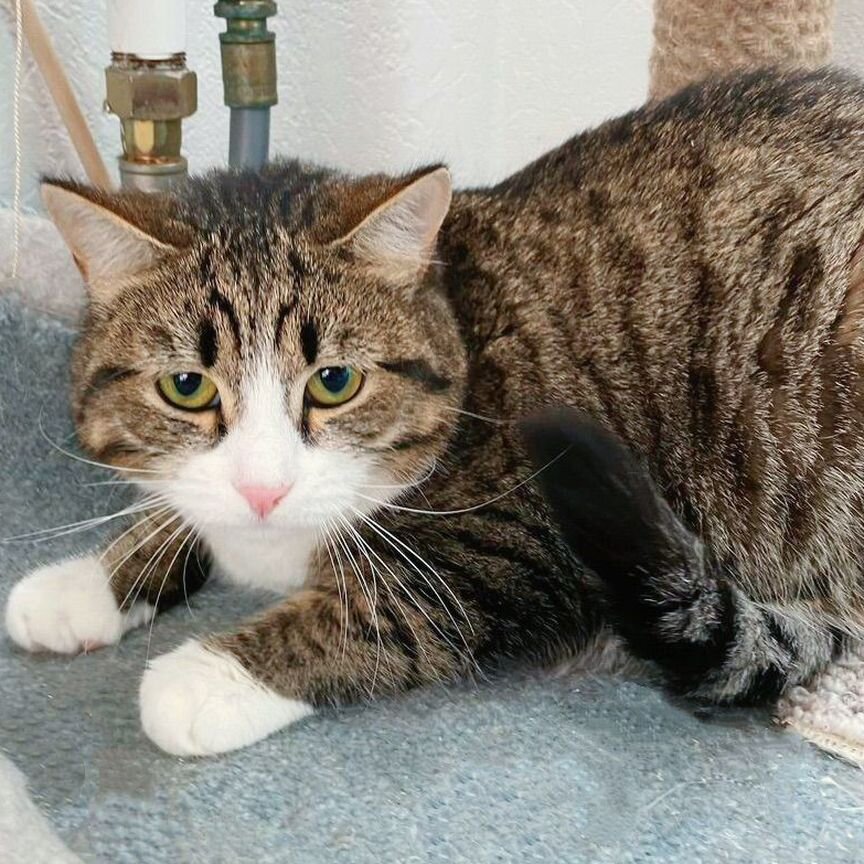 Кошечка из приюта ищет дом