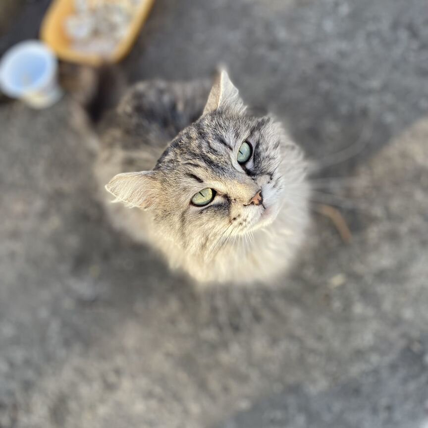 Ласковый котик