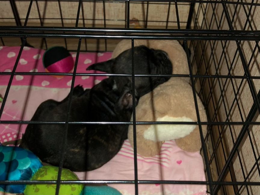 Клетка для животных