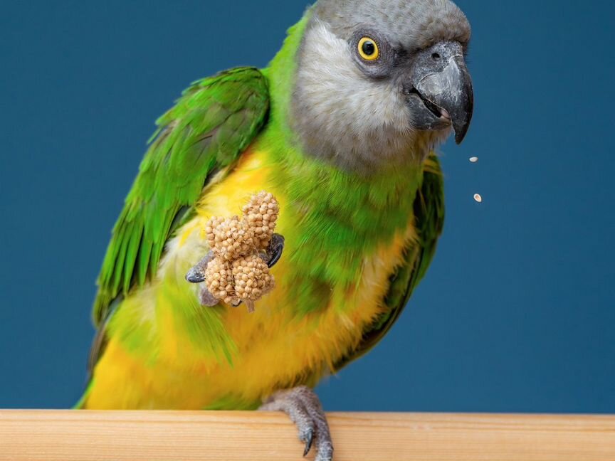 Сенегальский попугай с клеткой