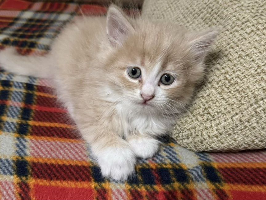 Котенок персиковый пушистый