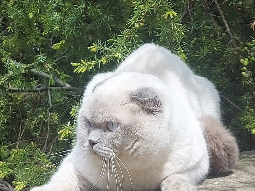 Шотландские шотландские кавалеры