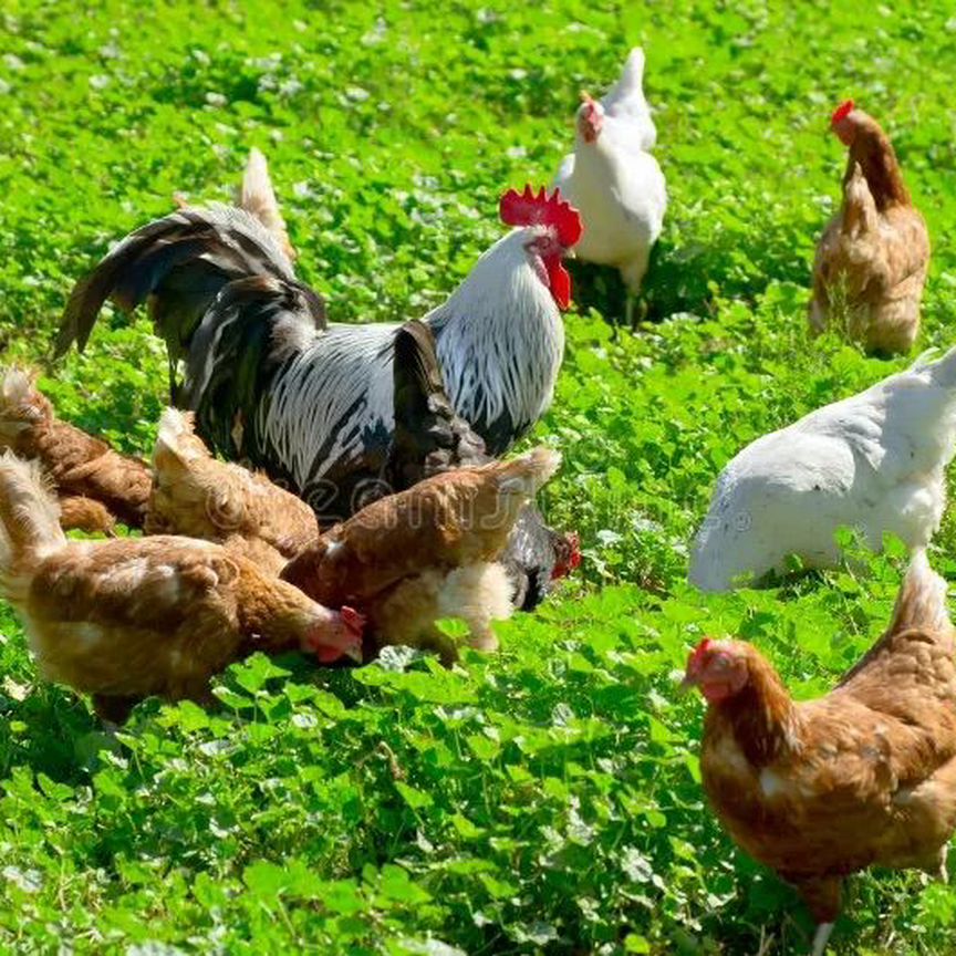 Молодые петушки