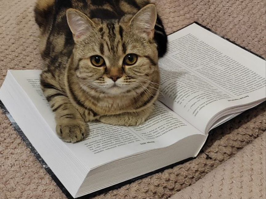 Прямоухая шотландская леди