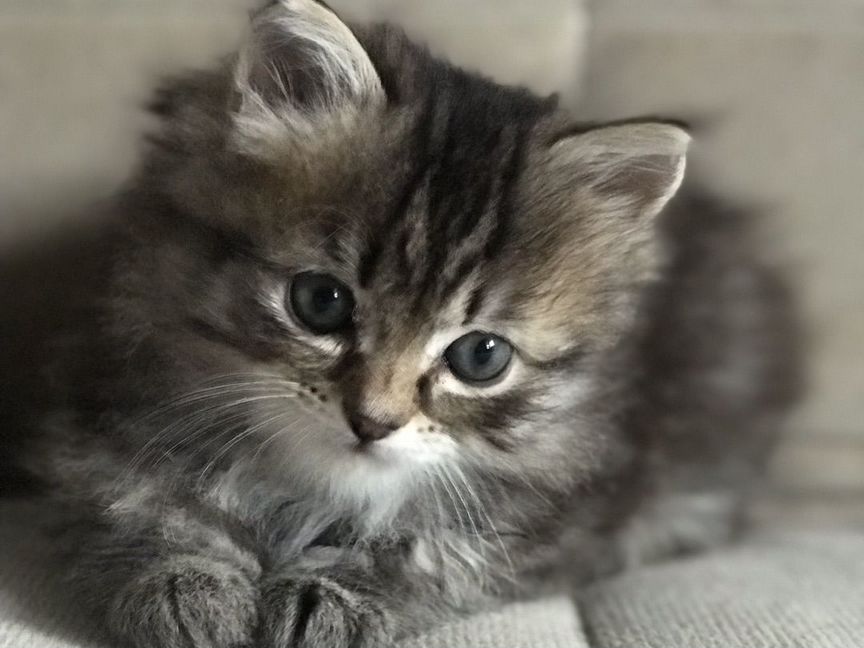 Сибирские клубные котята