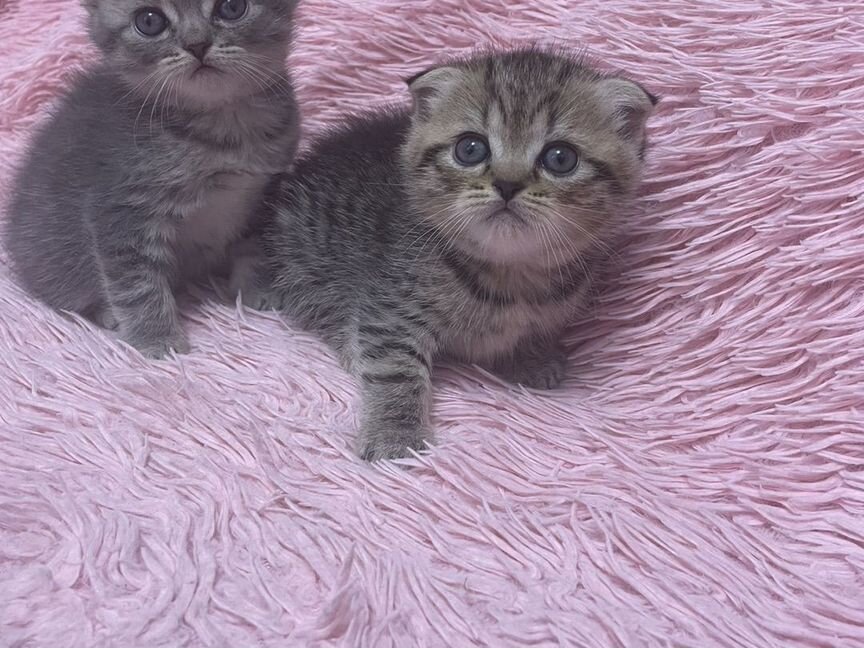 Шотландские вислоухие котята