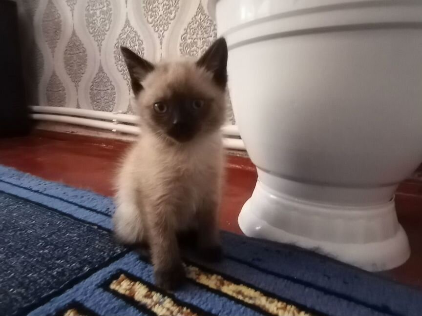 Котенок бобтейла