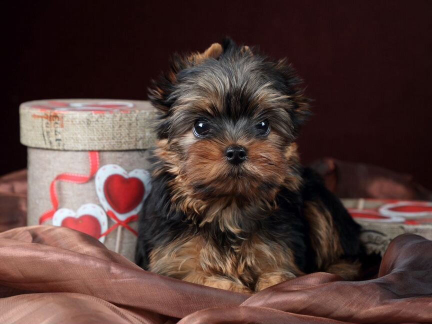 Куражная кукольная йорочка