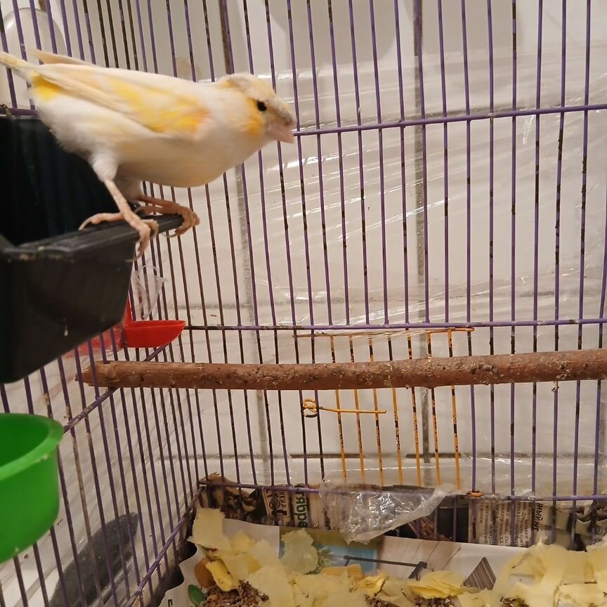 Канарейка самка