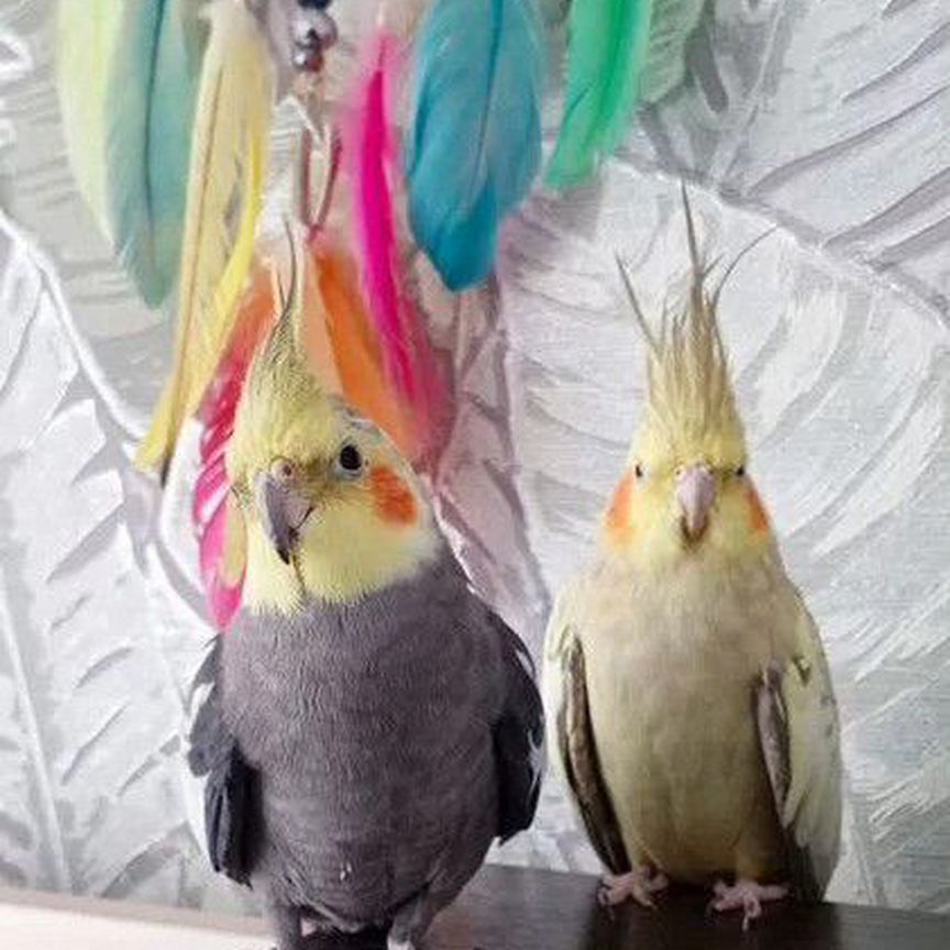 Попугай корелла