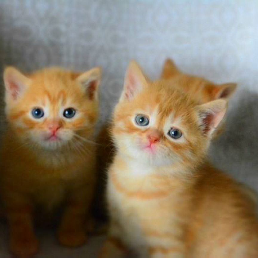 Британский короткошёрстный котёнок