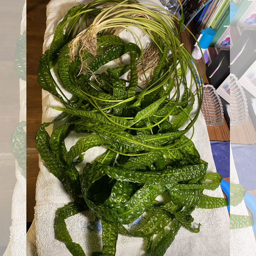 Криптокарина апаногетоналистная 1.5 м