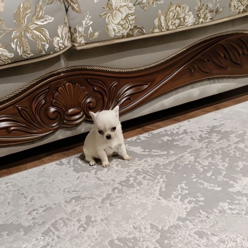 Чихуахуа, щенок