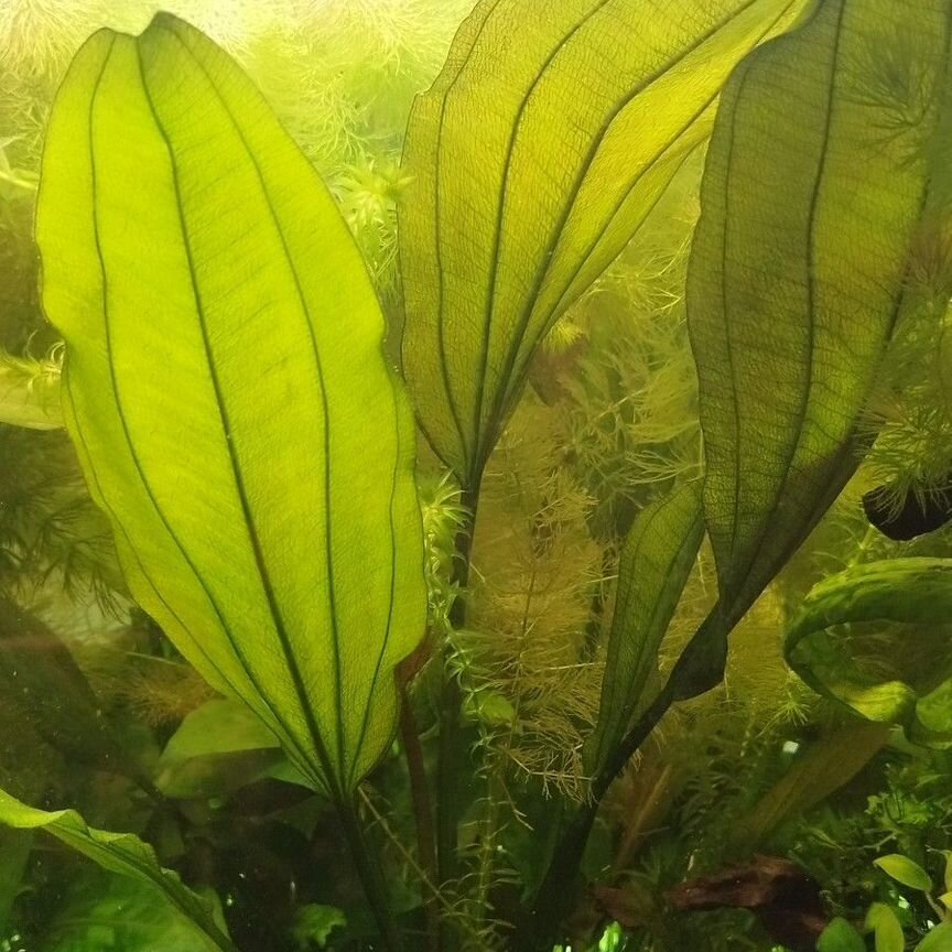 Аквариумные растения