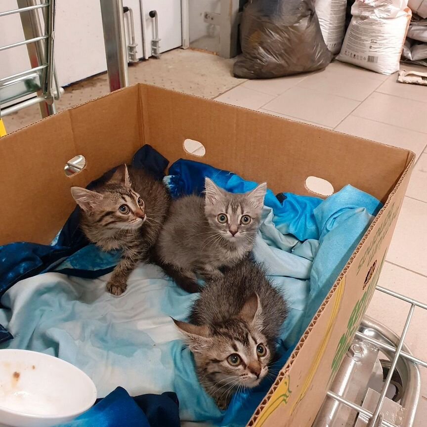 Котята в добрые руки бесплатно