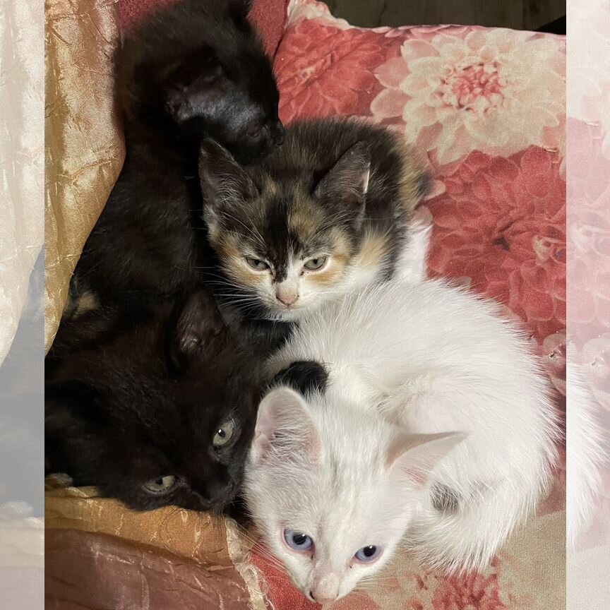 Котята в добрые руки, 2 месяца