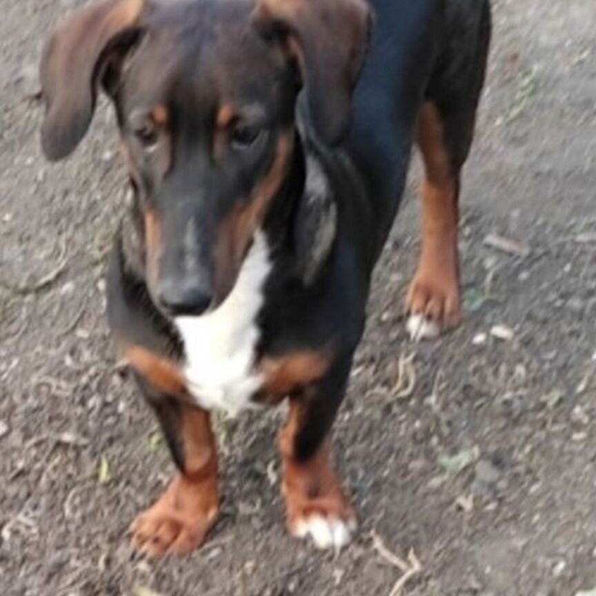 Такса, взрослый пёс