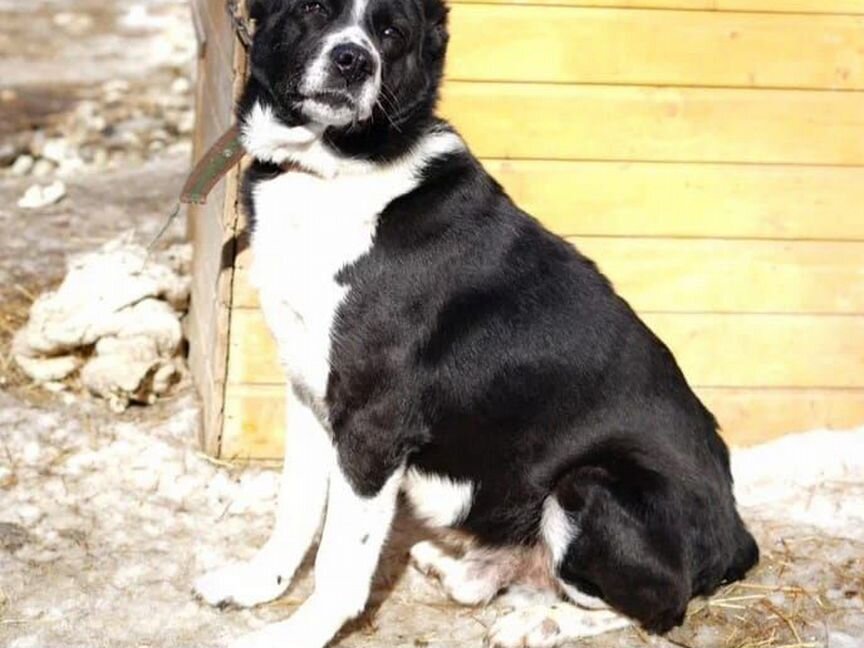 Кобель Бумер в хорошую семью бесплатно