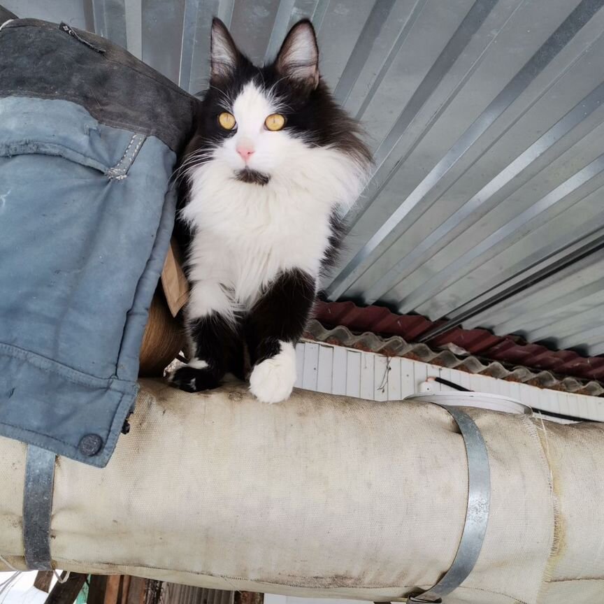 Кошка