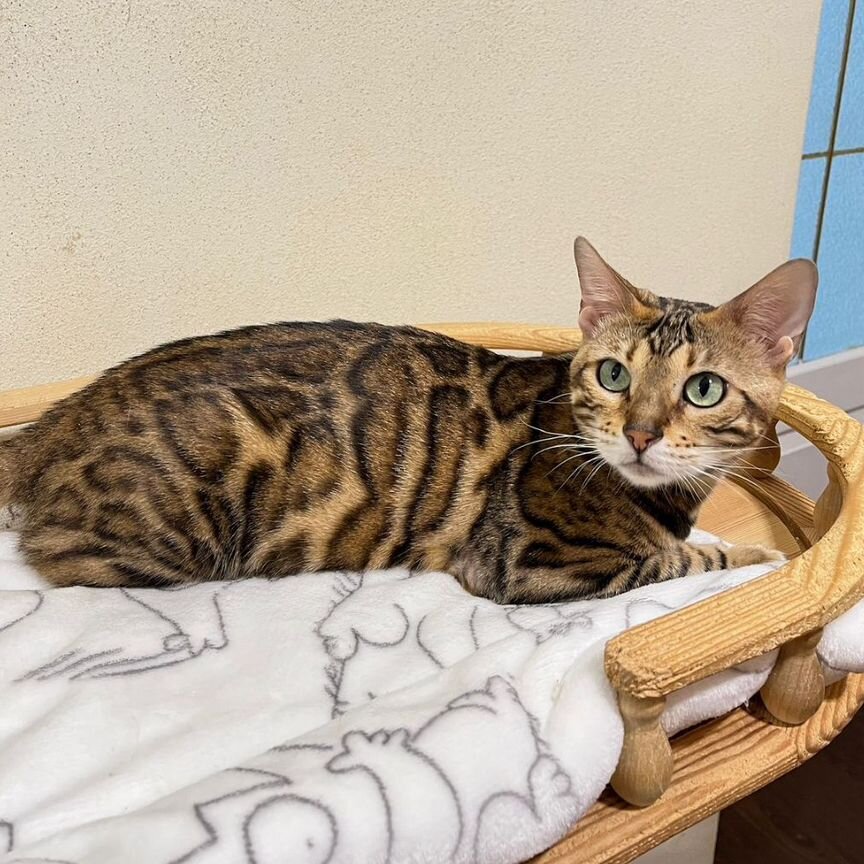 Бенгальская, взрослая кошка