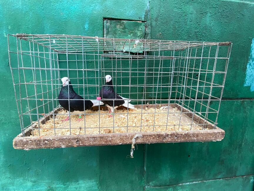 Голуби белоголовые и пермские