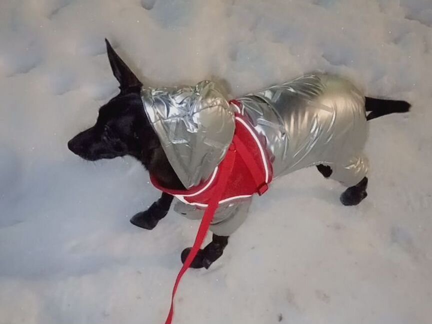 Той-терьер щенок мальчик