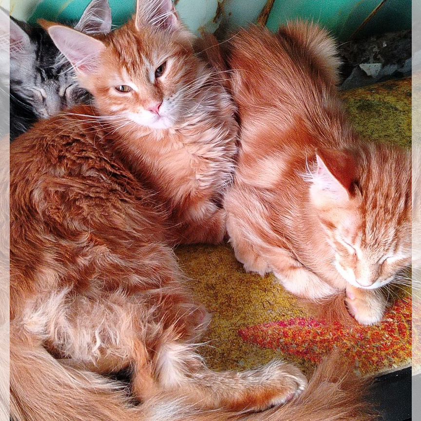 Мейн-кун котёнок