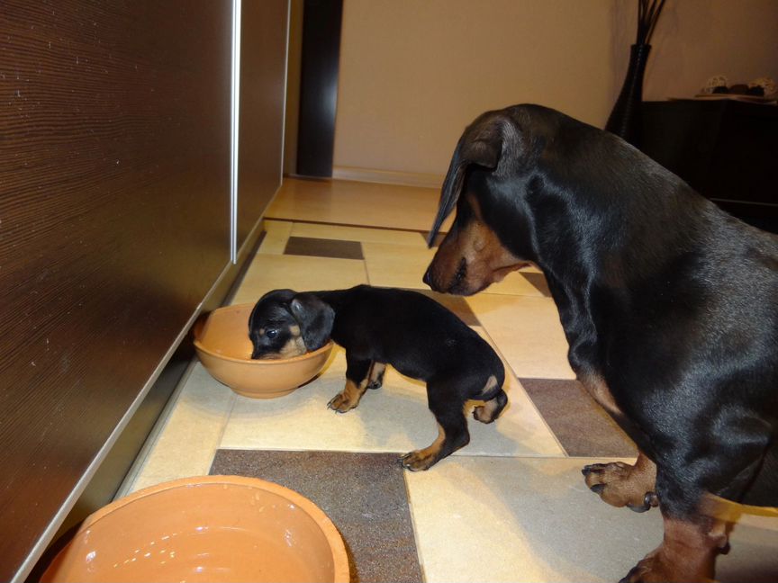 Кроличья такса щенки