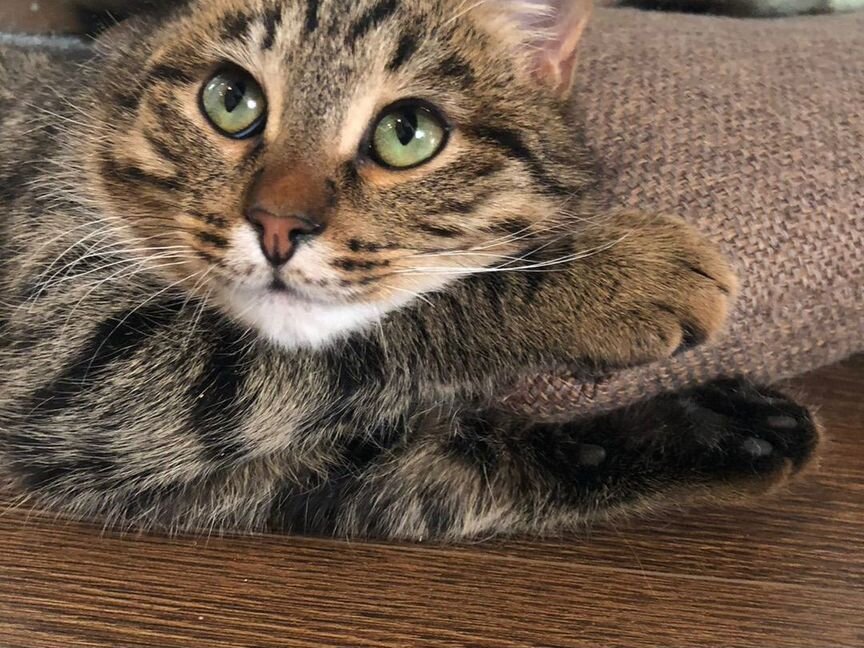 Котенок подросток