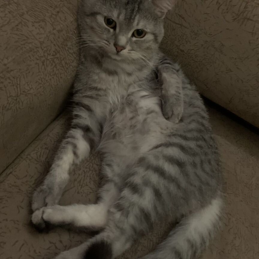 Котик