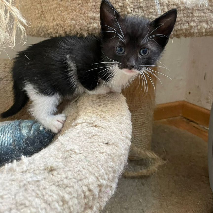 Маленький котёнок, мальчик, в добрые руки