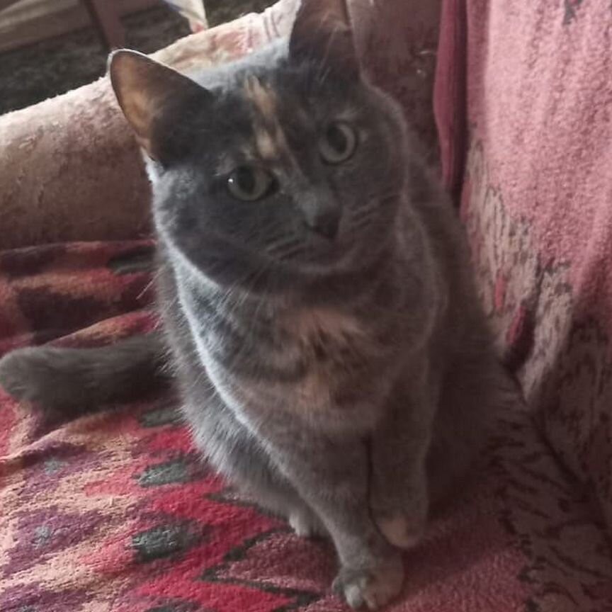 Взрослая кошка в добрые руки