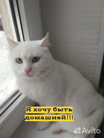 Турецкая ангора, нужен дом