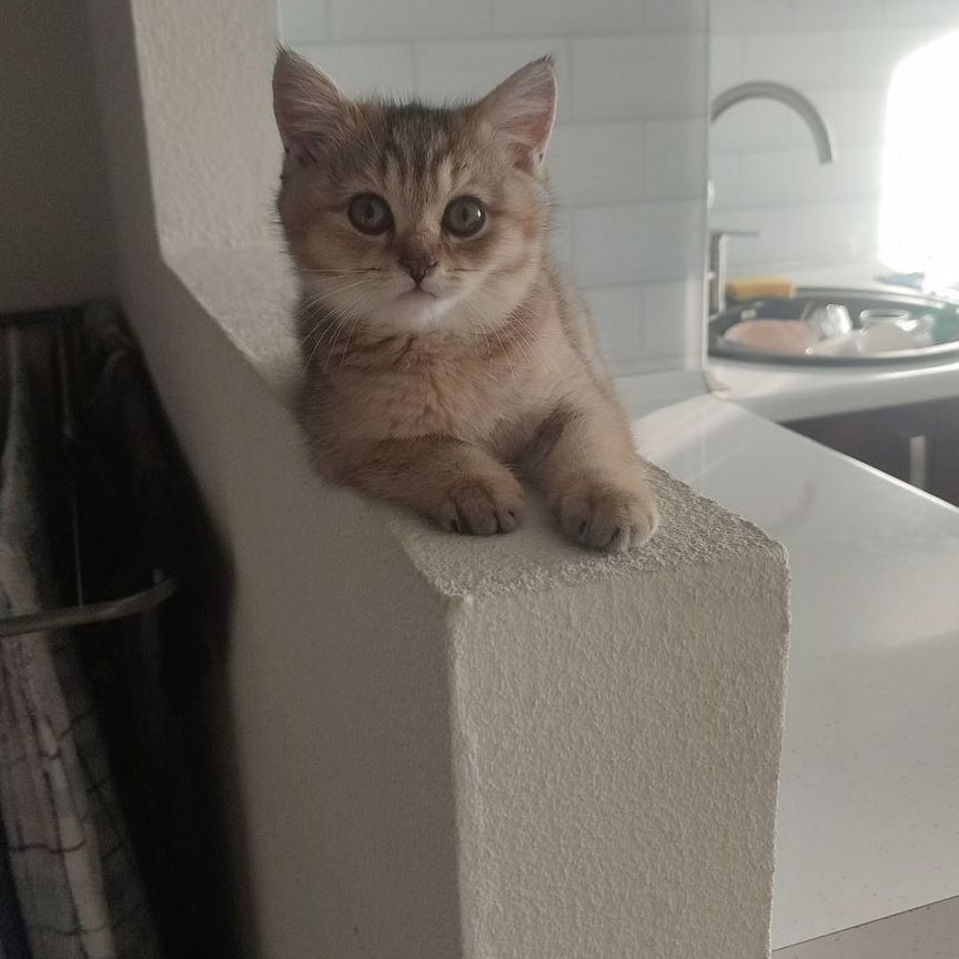 Котята золотая шиншилла