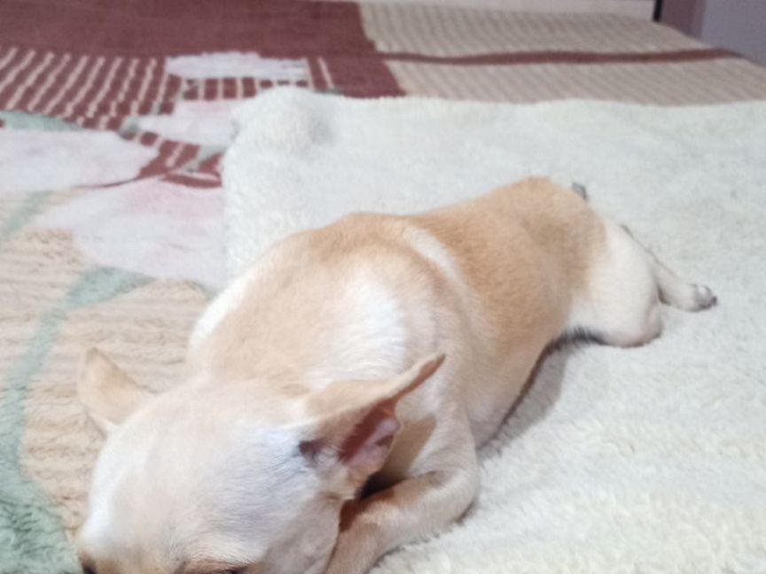 Русский той терьер для вязки