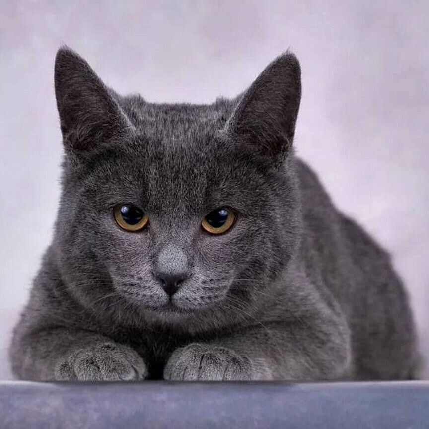 Британский короткошёрстный котёнок