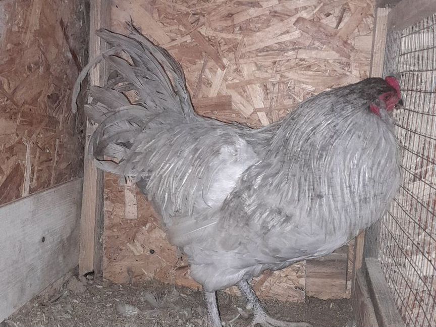 Петух амераукана лаванда чистопородный