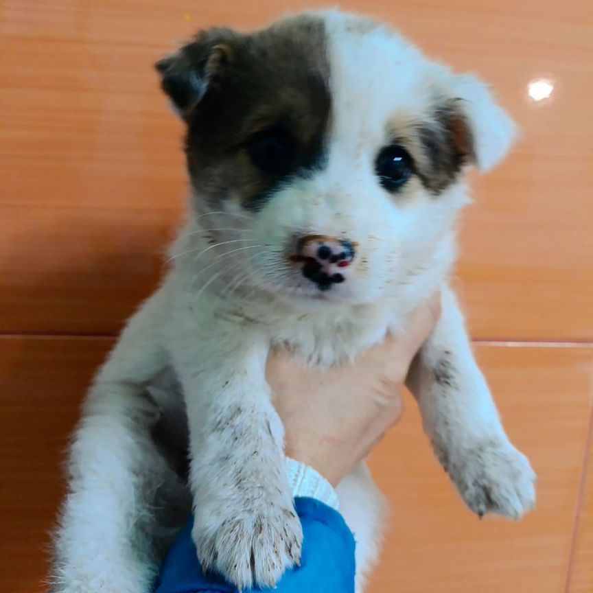 Щенок милота