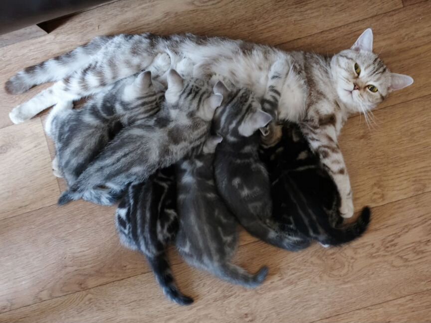 Шотладские котята страйт