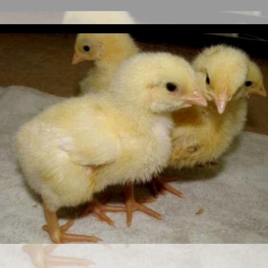 Цыплята бройлеры росс 308