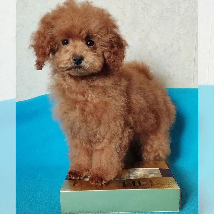 Той-пудель, щенок