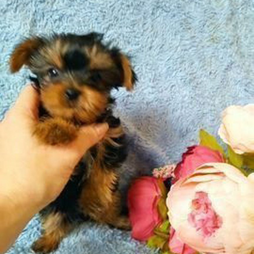 Йоркширский терьер мини